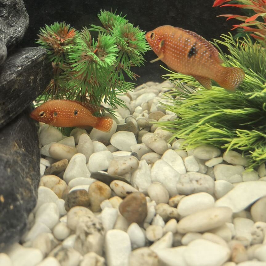 Хромис красавчик пара