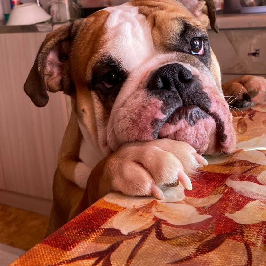 Английский бульдог, взрослая собака