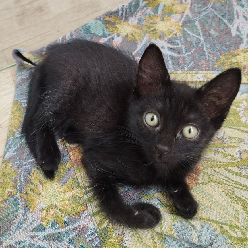 Котеночки, черные котята