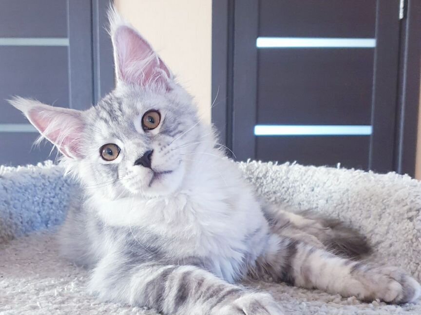 Котята мейн-кун
