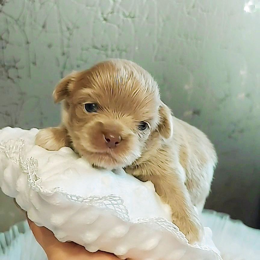 Мальчик Чихуахуа