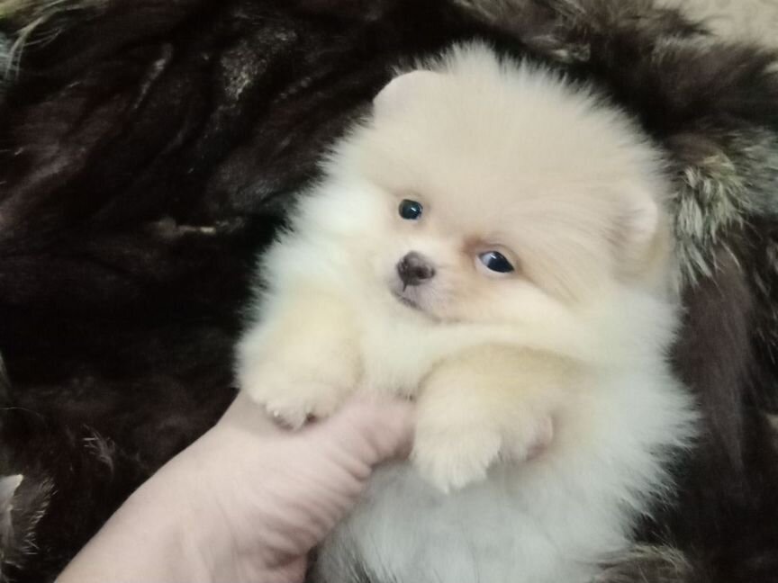 Померанский шпиц мини щенок