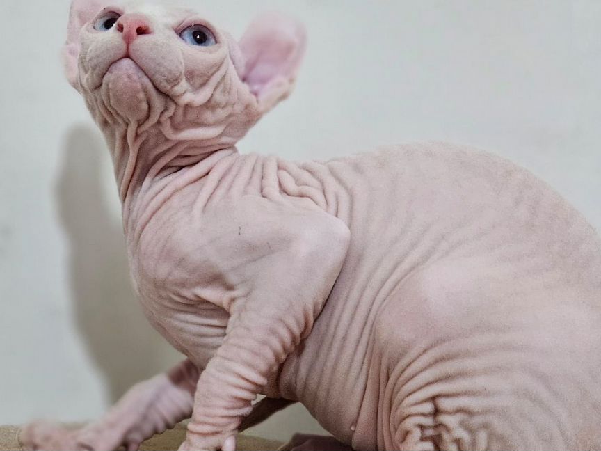 Канадский сфинкс эльф котенок