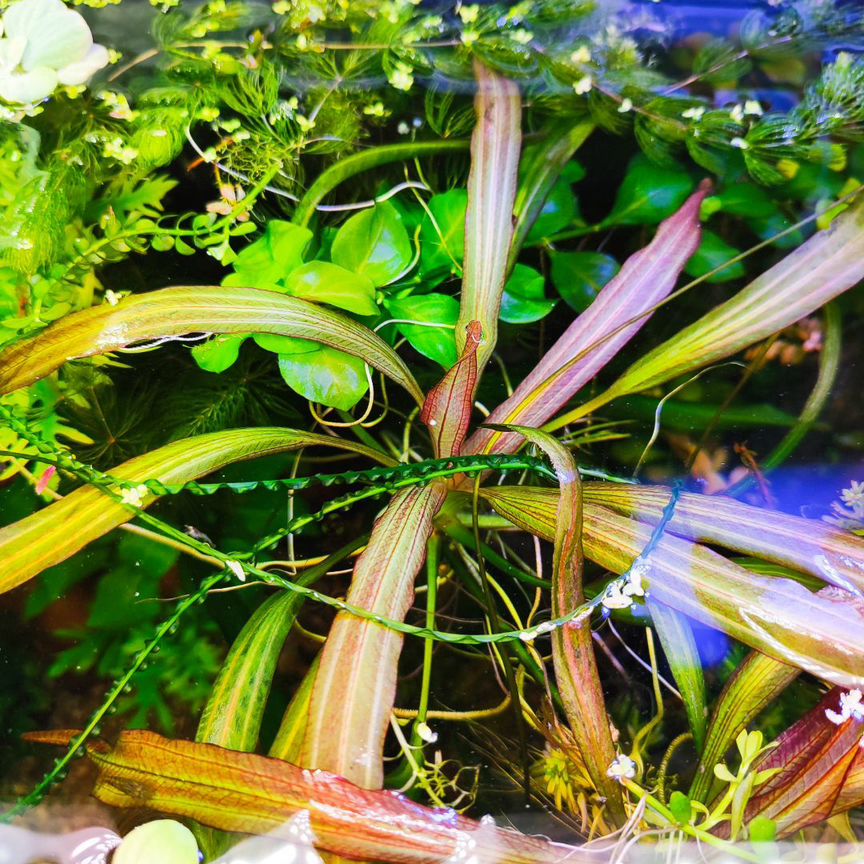 Аквариумное растение эхинодорус