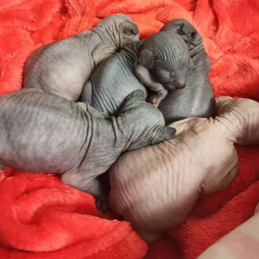 Канадский сфинкс котёнок