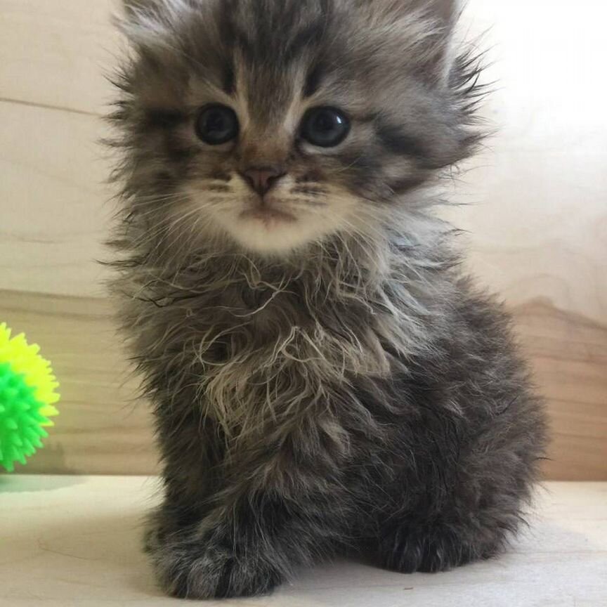 Сибирские котята