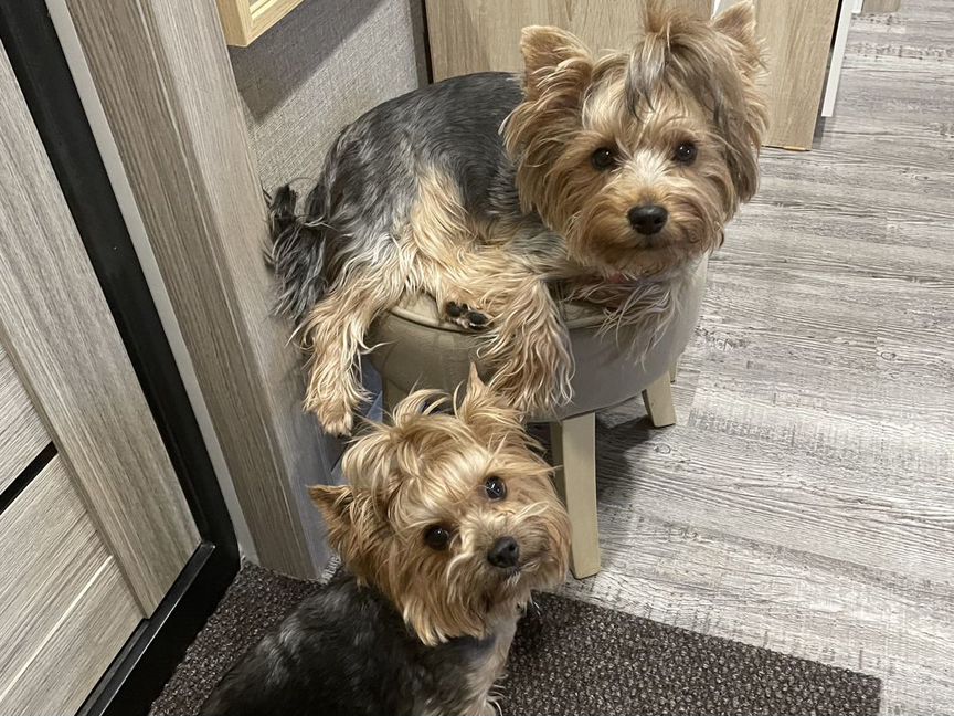 Йоркширский терьер щенки