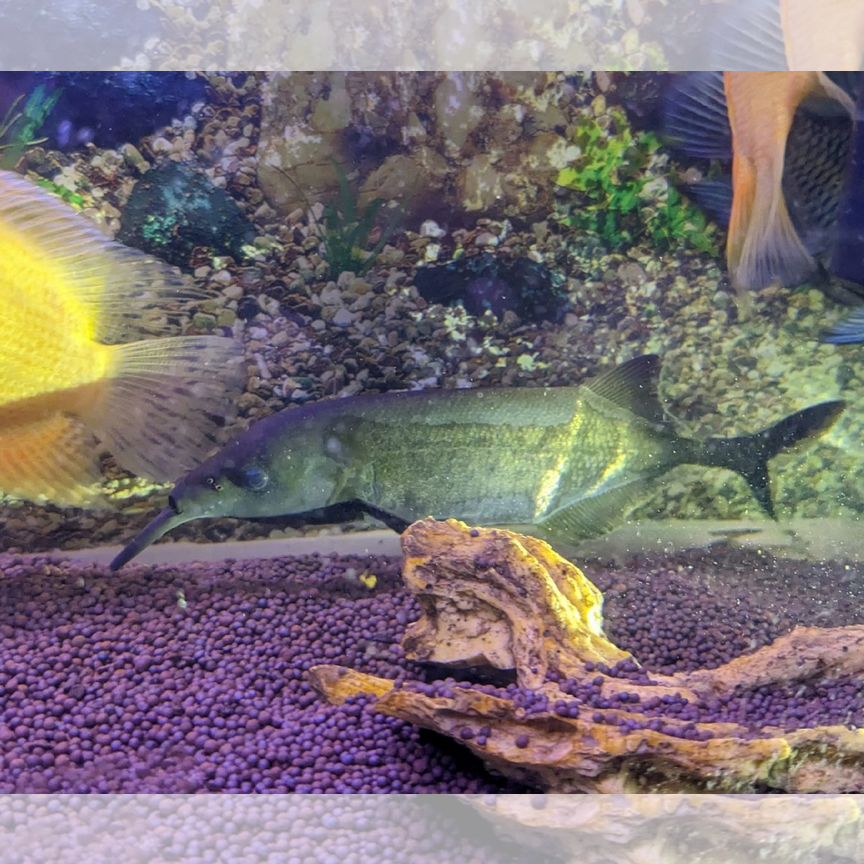 Гнатонем Петерса (Нильский слоник)