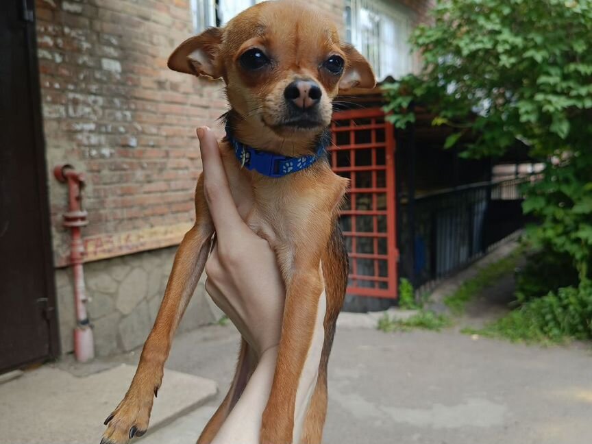 Вязка той-терьер