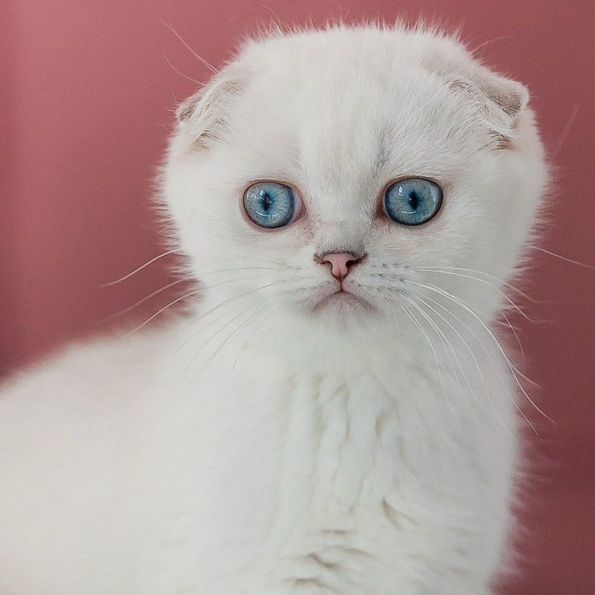 Шотландские вислоухие котята