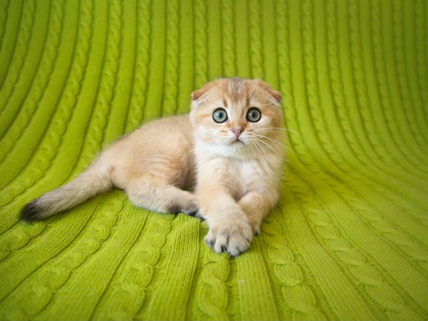 Чудный которебёнок