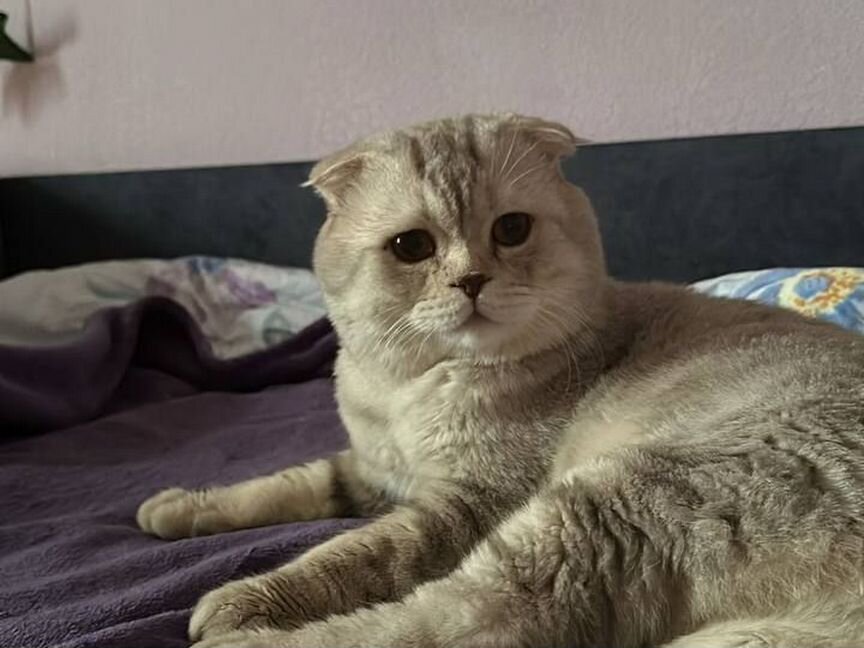 Преданный породистый кот
