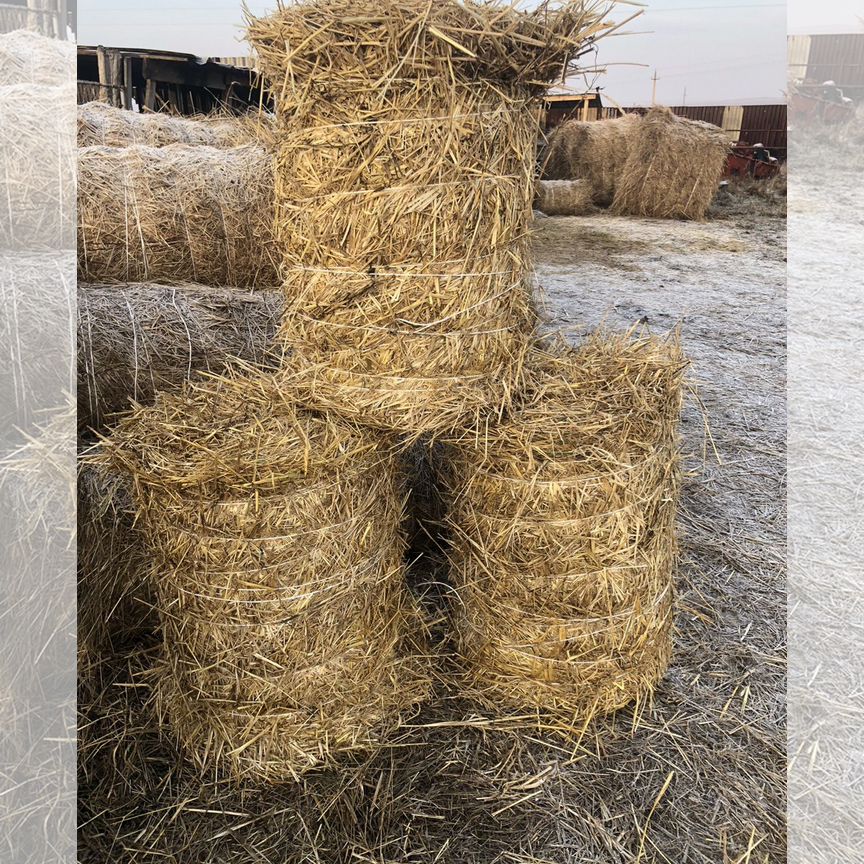 Сено солома в рулонах