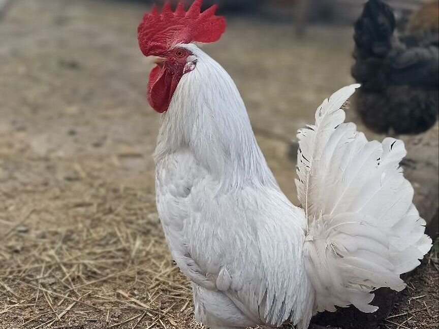 Цыплята несушки