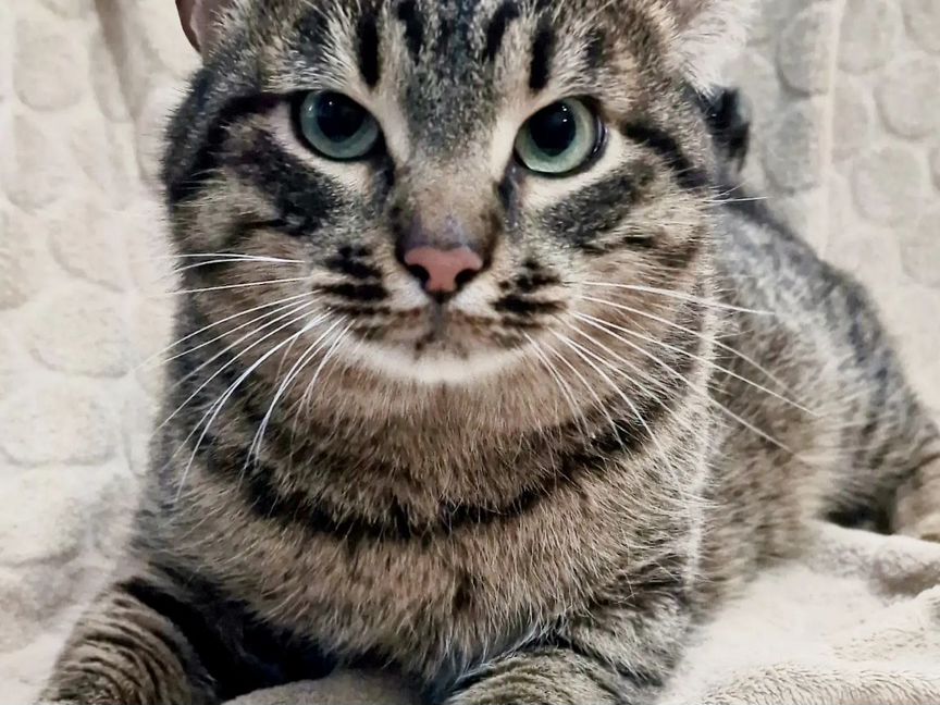 Кот в дар. Бобтейл