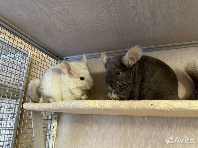 Две шиншиллы