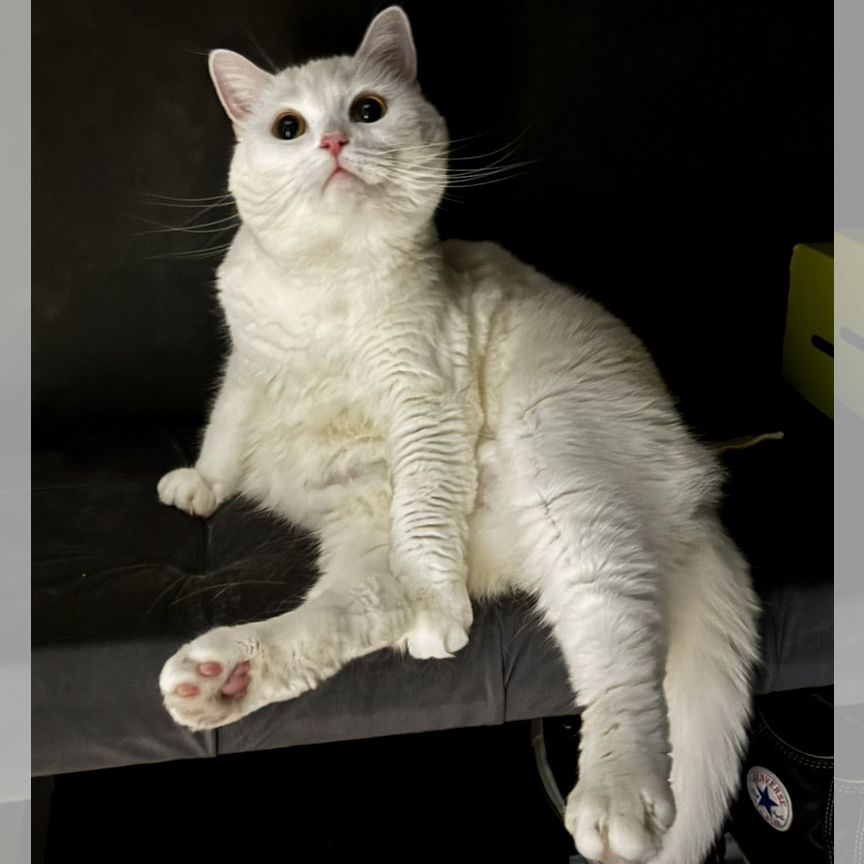 Взрослая, кошка в добрые руки