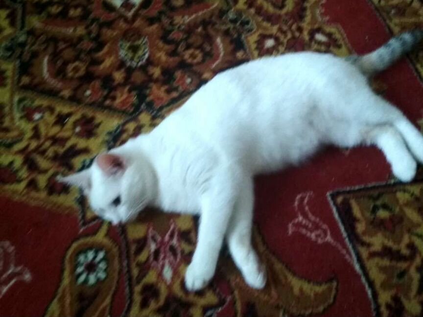 Кошка в дар