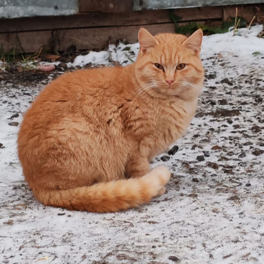 Котик