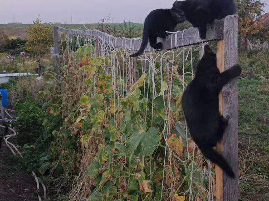 Четыре чёрненьких котёнка готовы к переезду