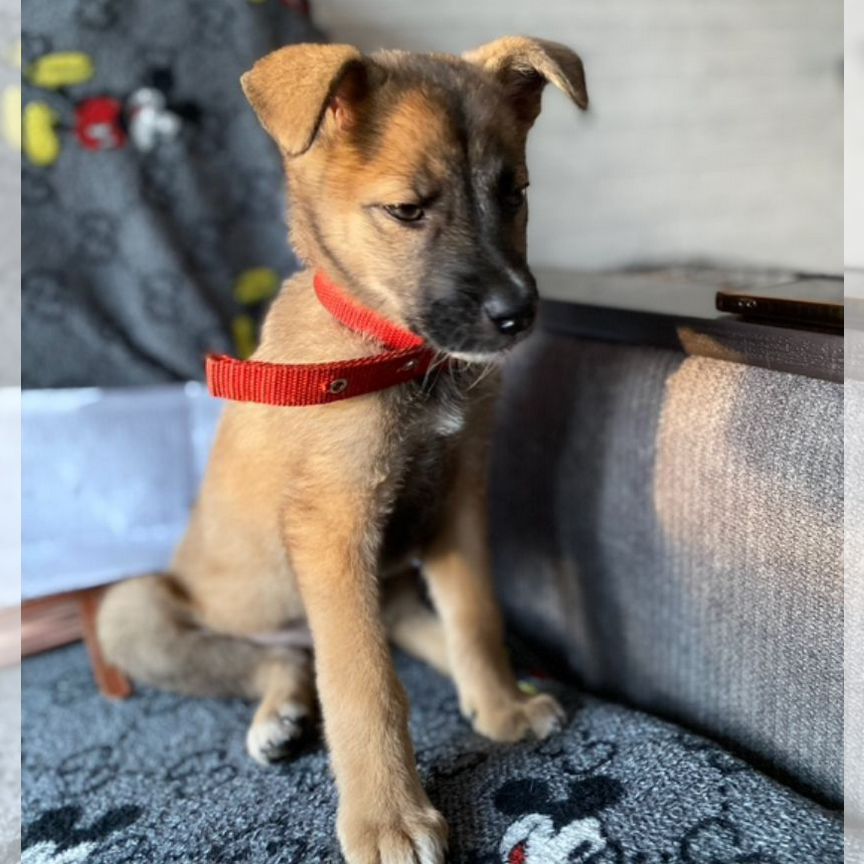 Щенок в добрые руки