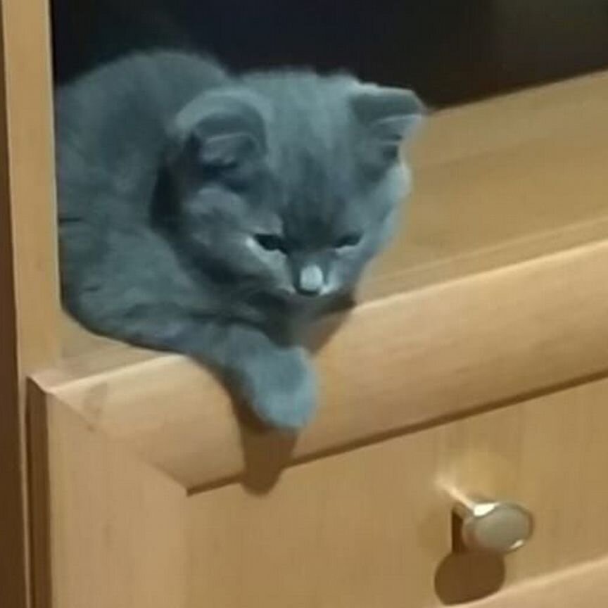 Кошечка британка 3 месяца