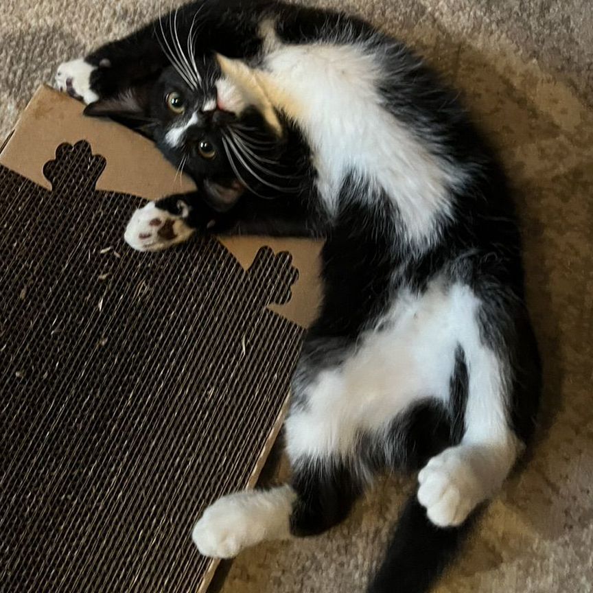 Котёнок в добрые руки