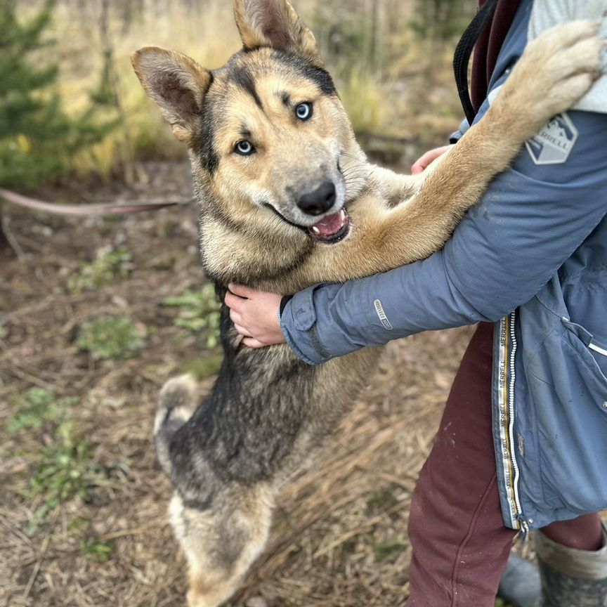 Собака в добрые руки