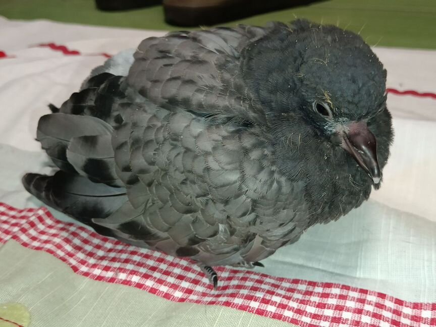 Птенец голубя