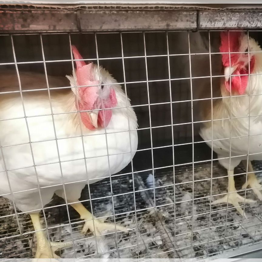 Петушки Хайсек Браун