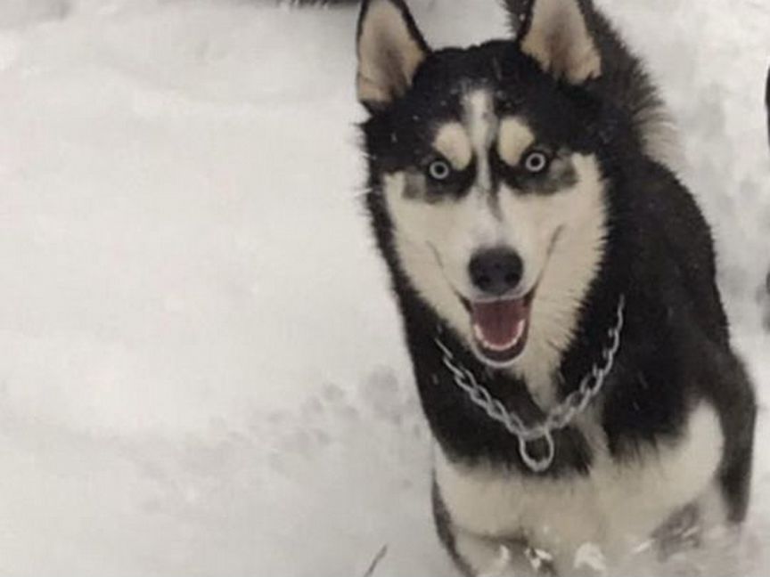 Сибирский хаски