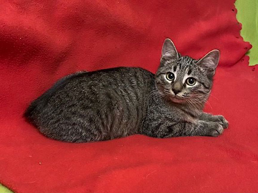 Малышка Маня в добрые руки