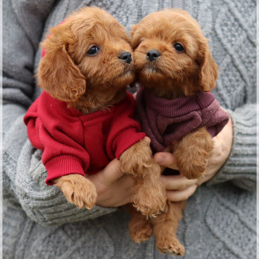 Кавапу, щенок