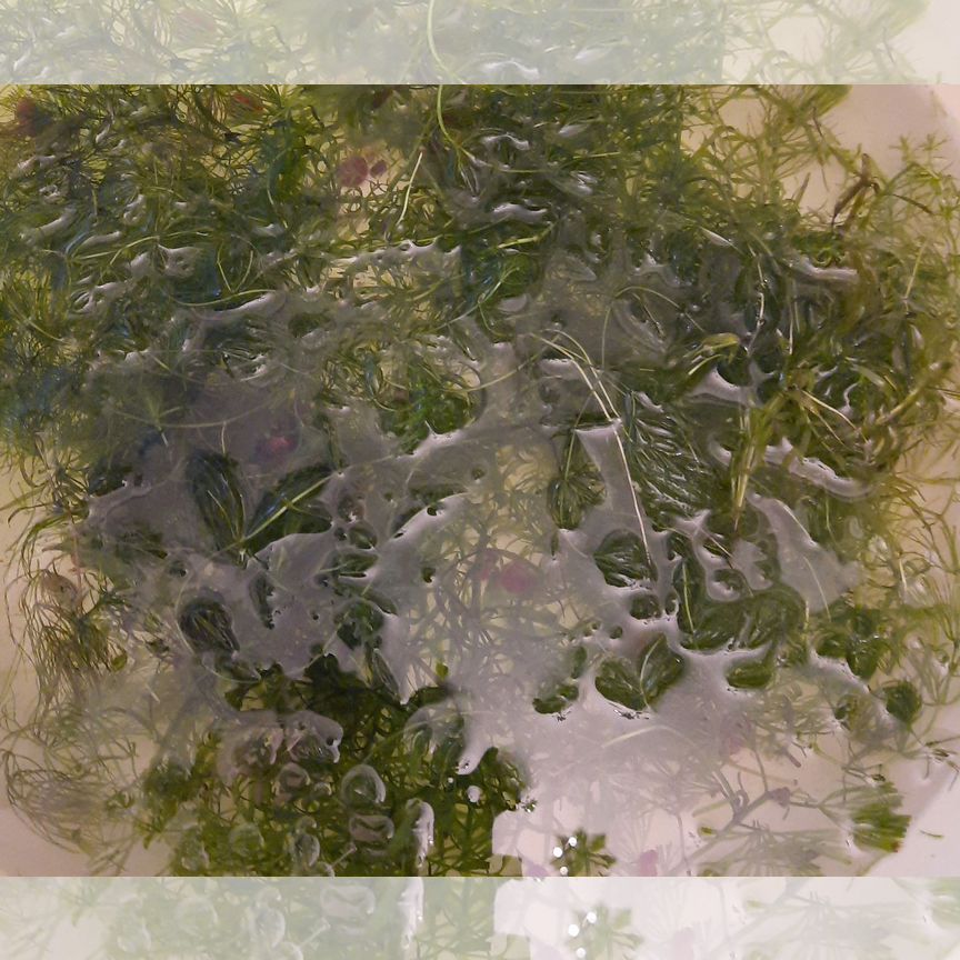 3 л. Элодея роголистник наяс