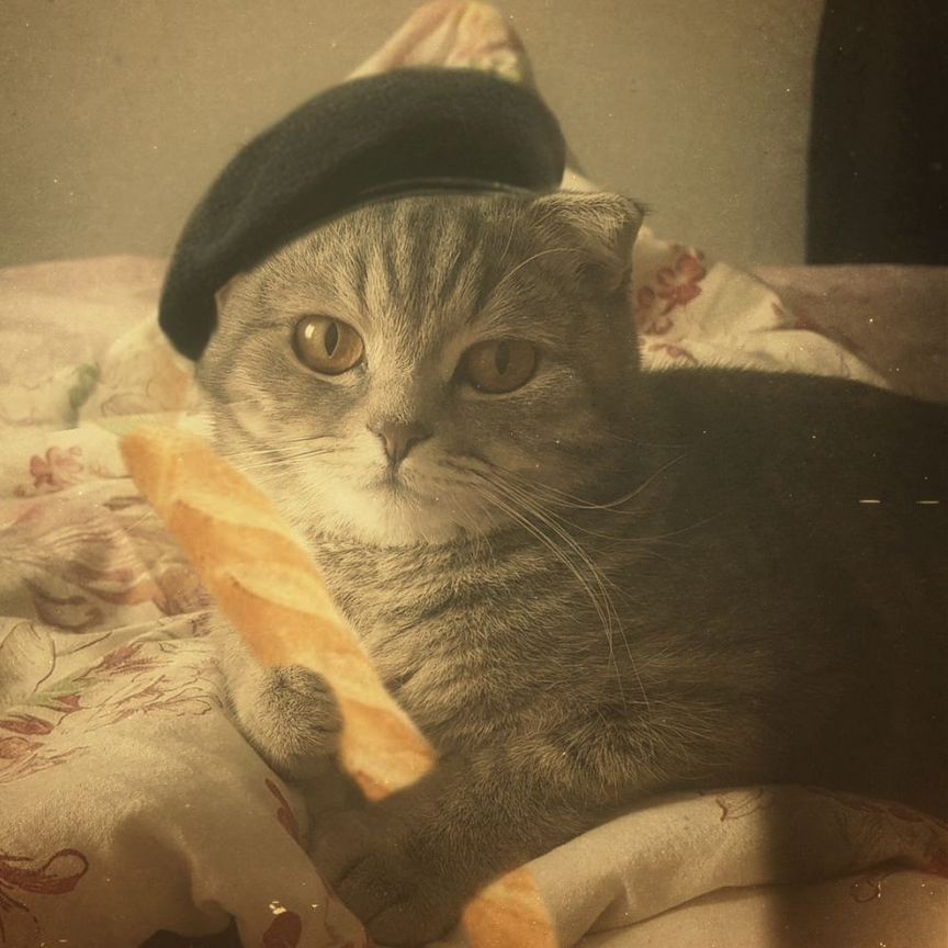 Кошка