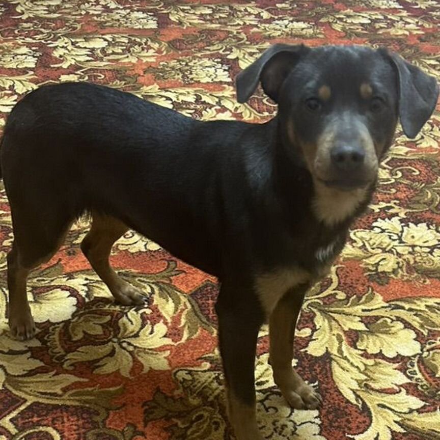 Цвергпинчер