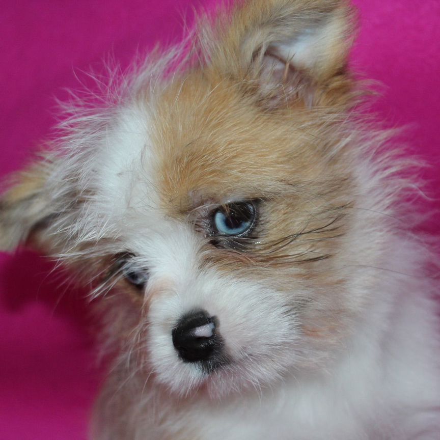 Мальчик йоркипом