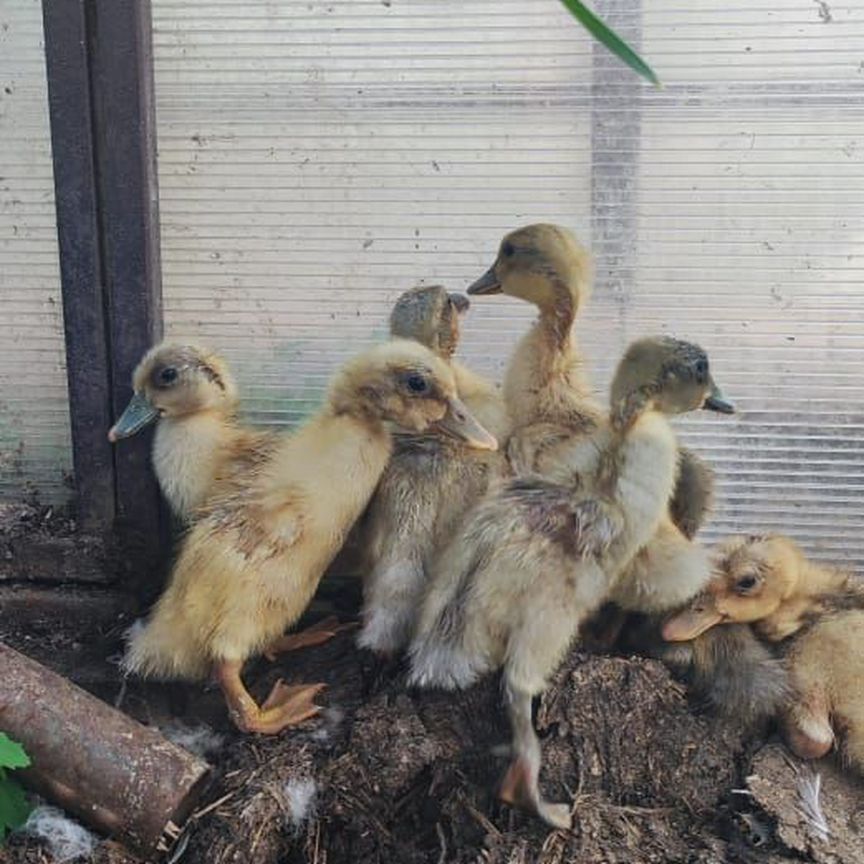 Утята обычные