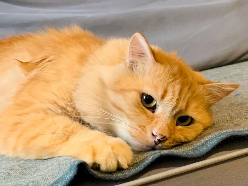 Кот рыжий ласковый Сибиряк около 1,5 лет