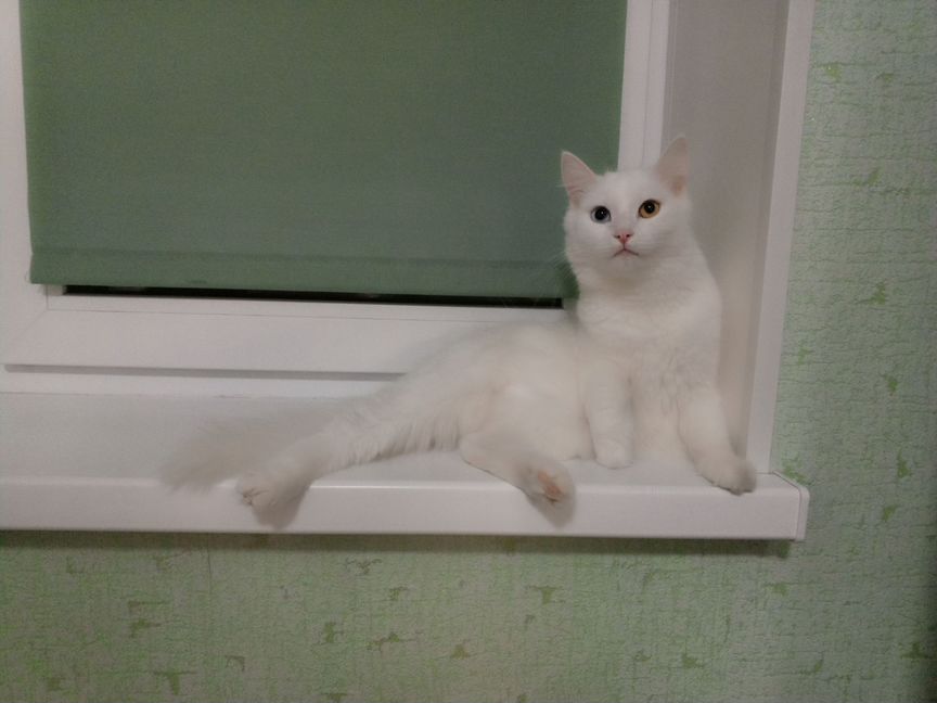 Турецкая ангора