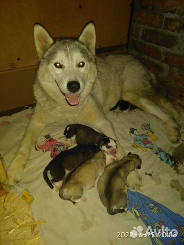 Щенки сибирской хаски
