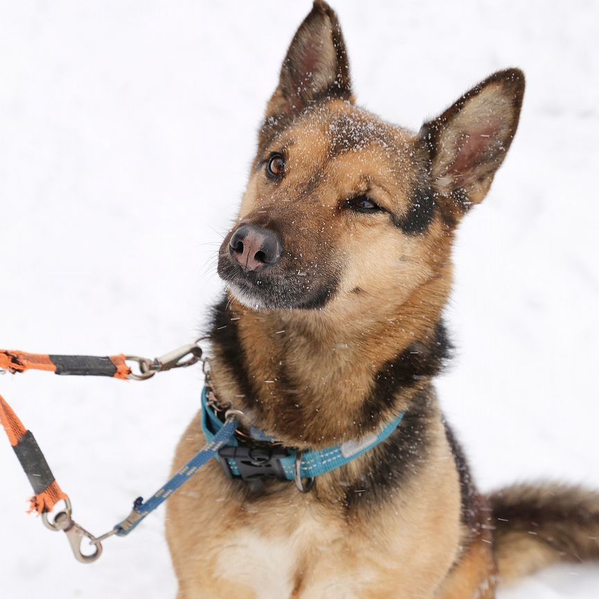 Взрослая собака из приюта