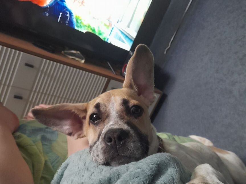 Амстафф в добрые руки