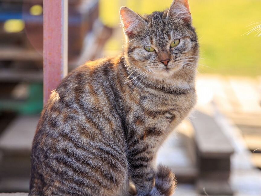 Очень ласковая кошечка 8 мес бесплатно