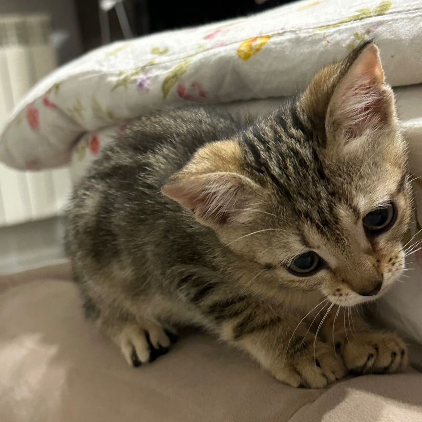 Котёнок в добрые руки