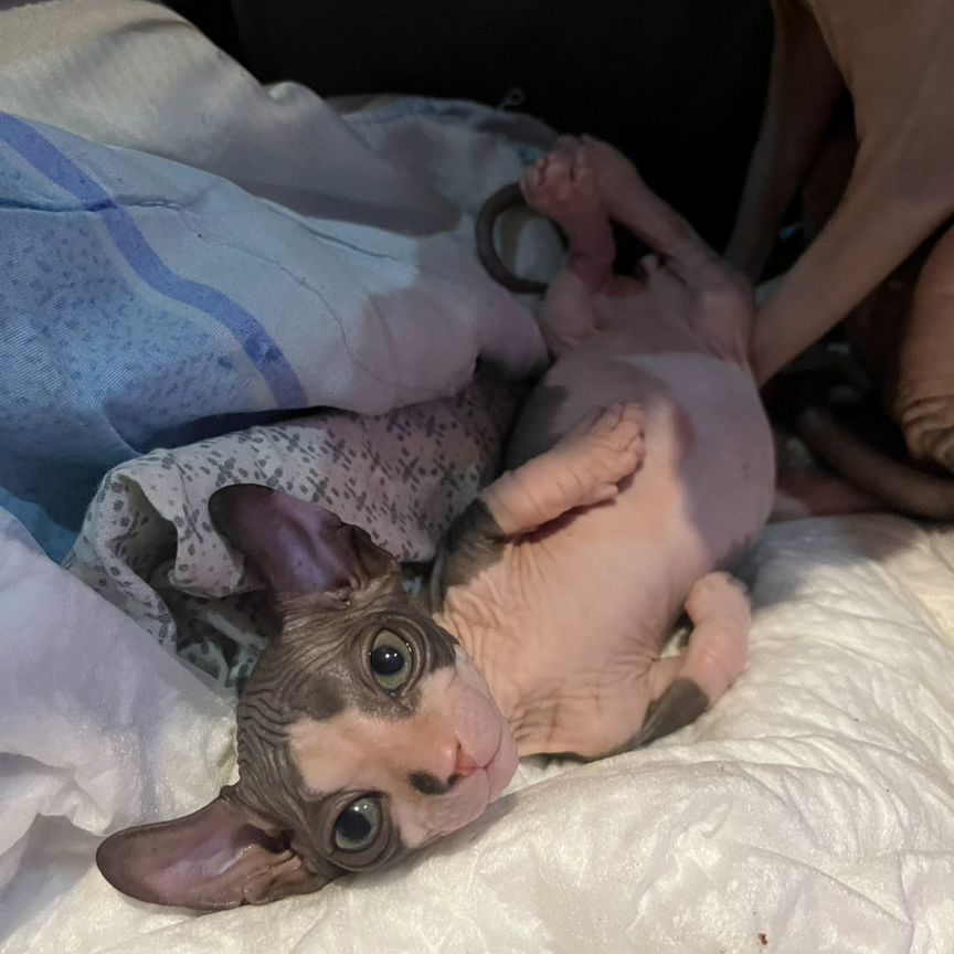 Двельф котенок