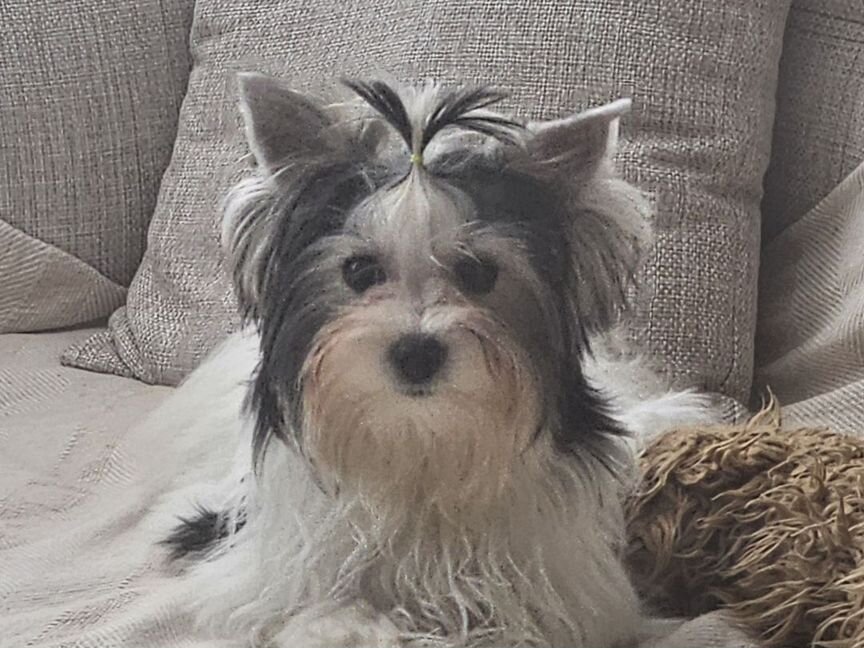 Щенок бивер йорка 6 месяцев