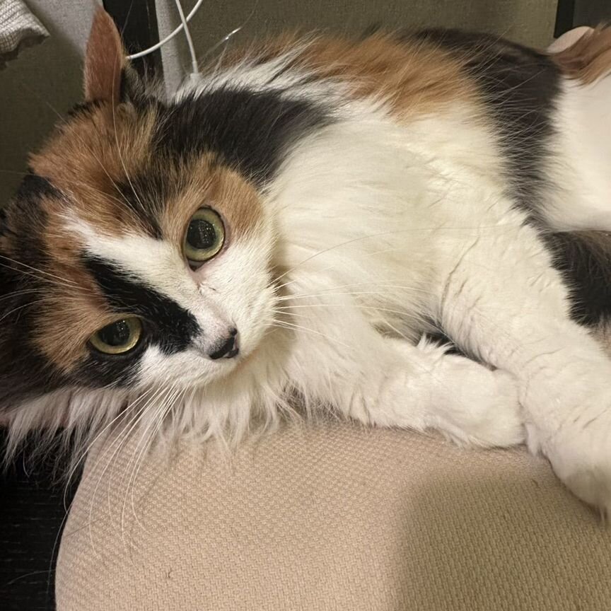 Турецкая ангора, взрослая кошка