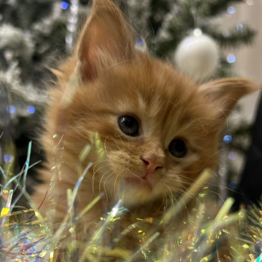 Мейн-кун котёнок