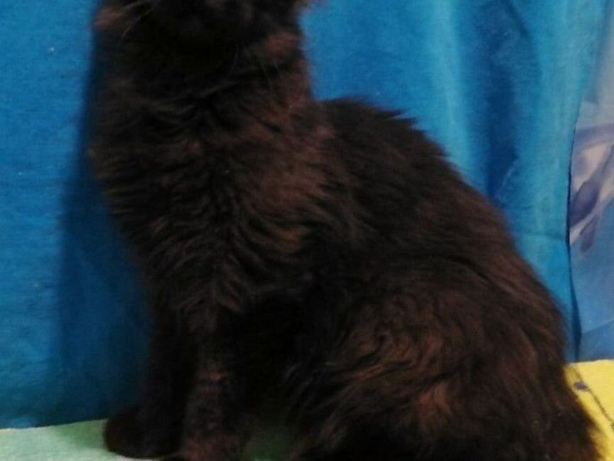 Мейн-кун мальчик. Окрас черный